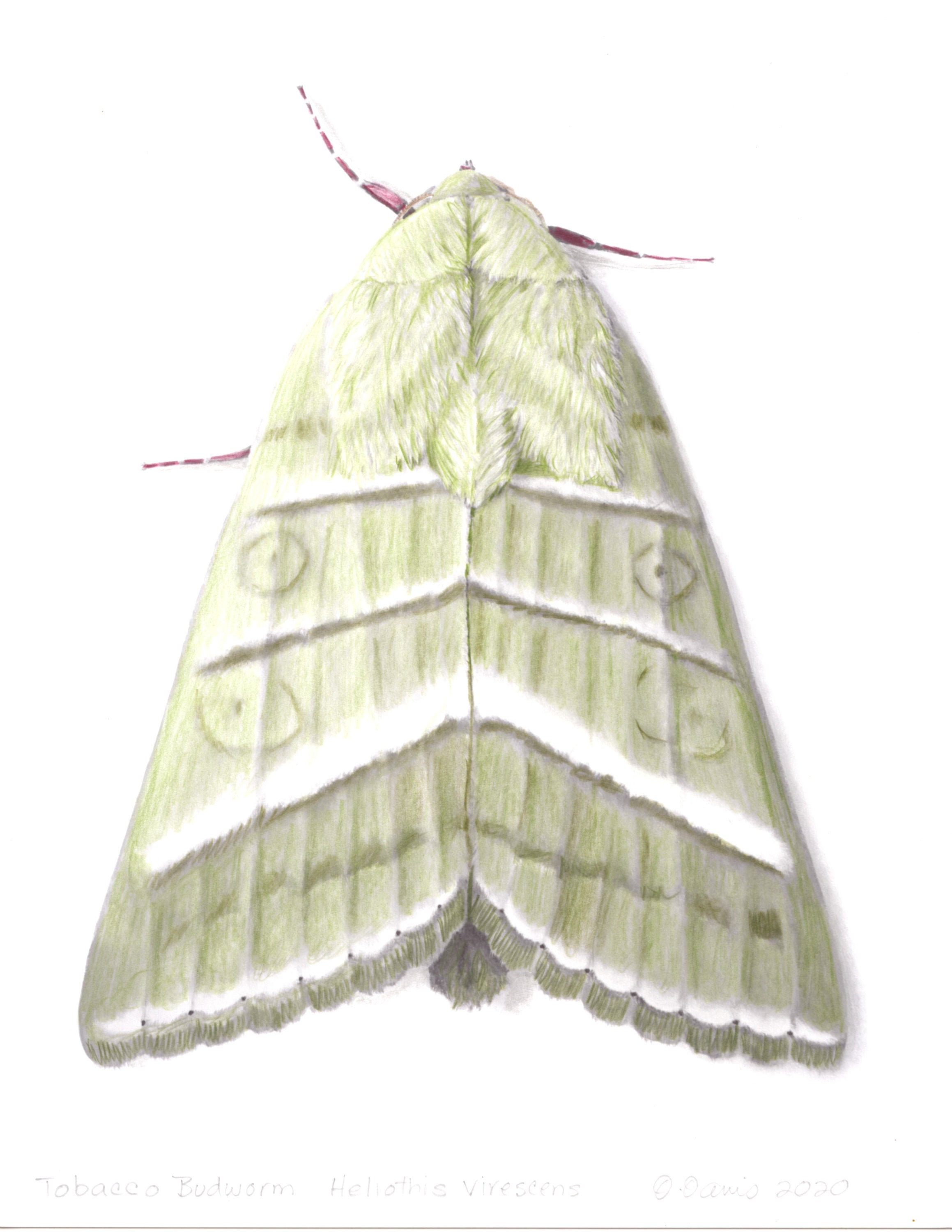 Tobacco Budworm Heliothis Virescens - Etsy UK