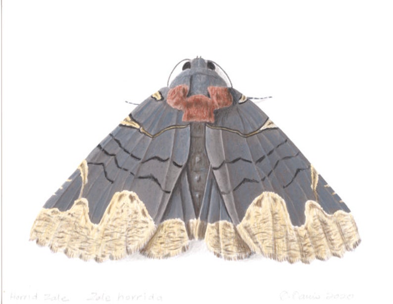 Horrid Zale Zale Horrida - Etsy