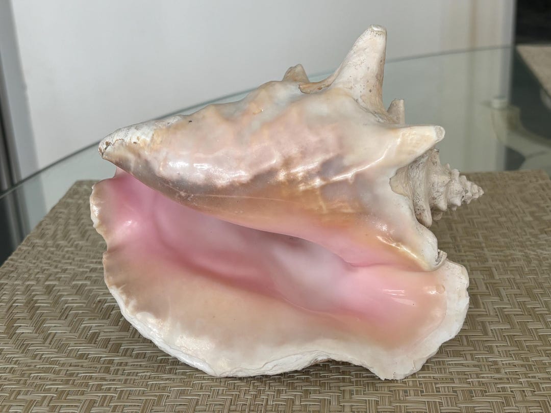 Gorgeous Large Conch Shell Natural Beauty Amazing Everyday Object ...