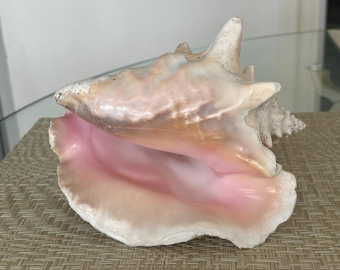 Gorgeous Large Conch Shell Natural Beauty Amazing Everyday Object ...