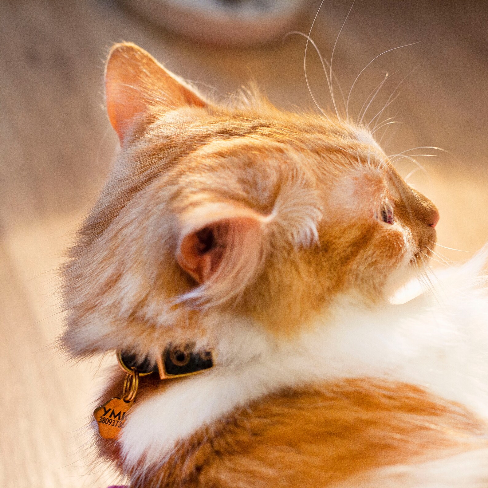 Cute Cat Collar Personalized Leather Collar Custom Collar - Etsy