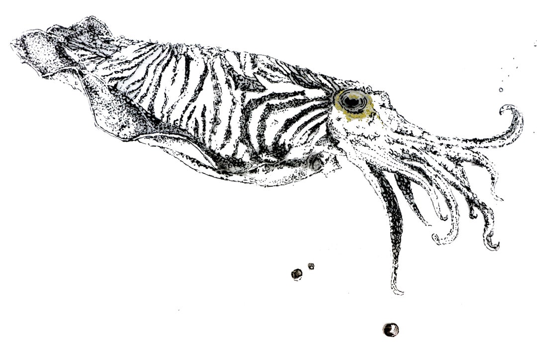 Common Cuttlefish Card. - Etsy