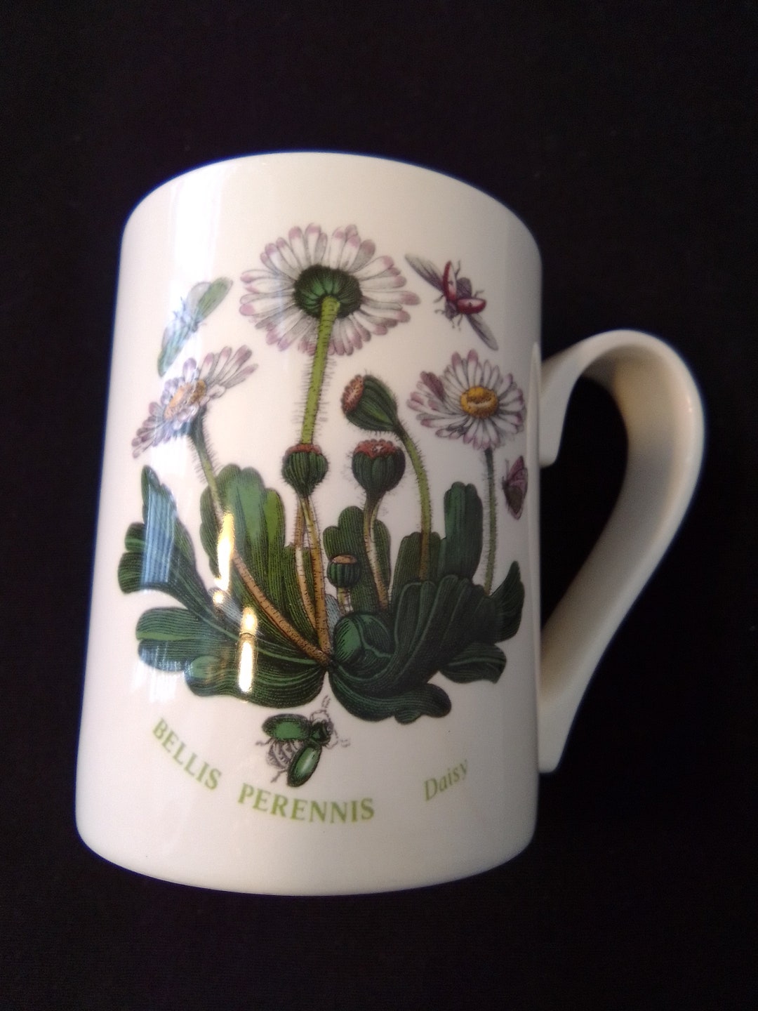 Portmeirion Botanic Garden Susan Williams Ellis Bellis Perennis Daisy ...