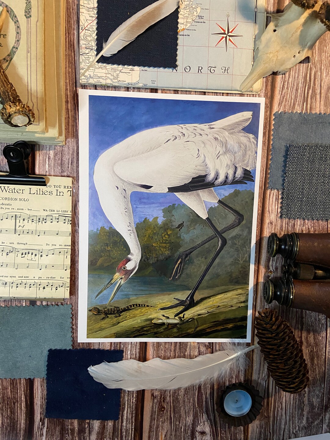 Vintage Whooping Crane Audubon Bird Print - Etsy