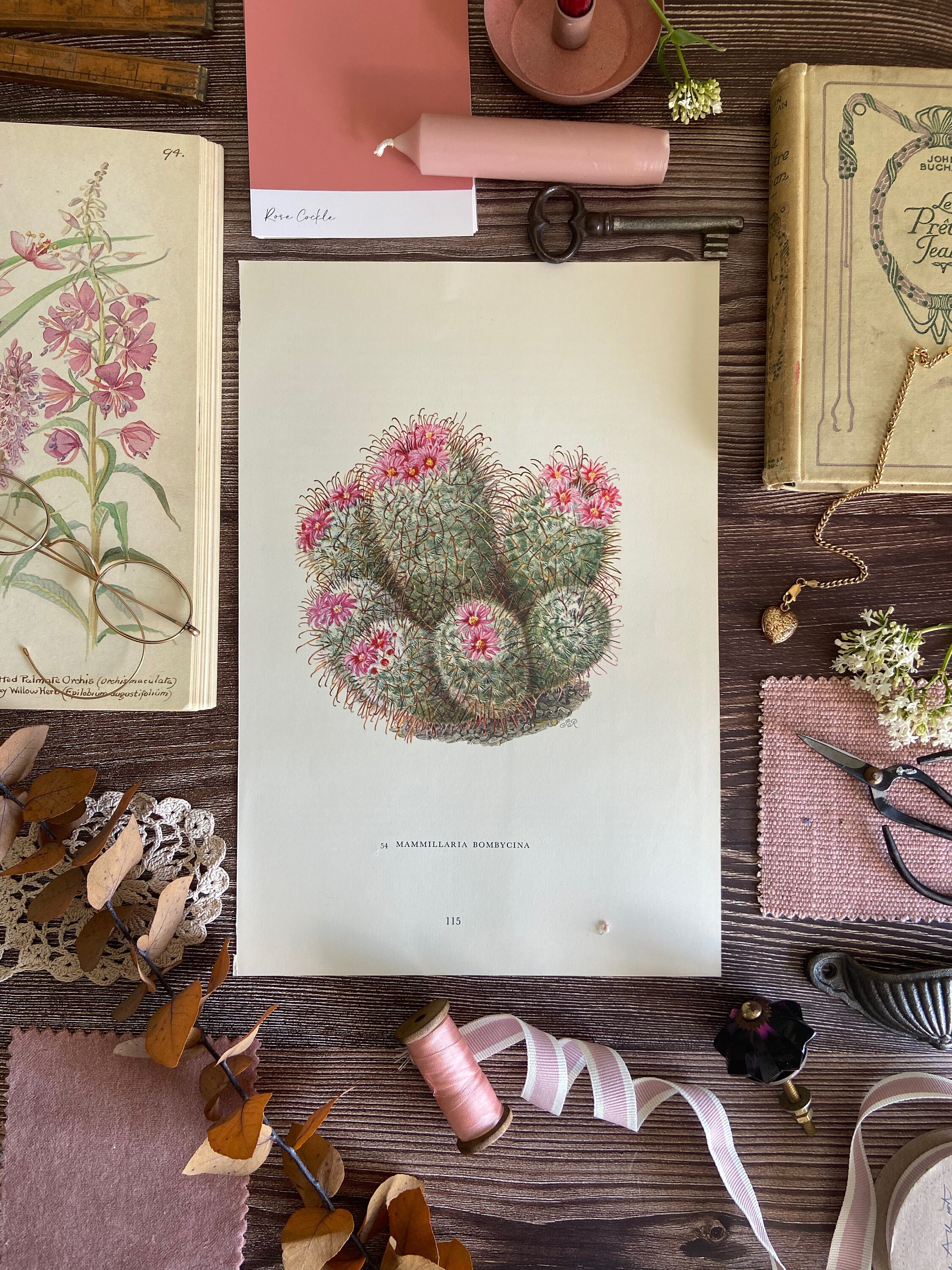 Vintage Cacti Print | Etsy