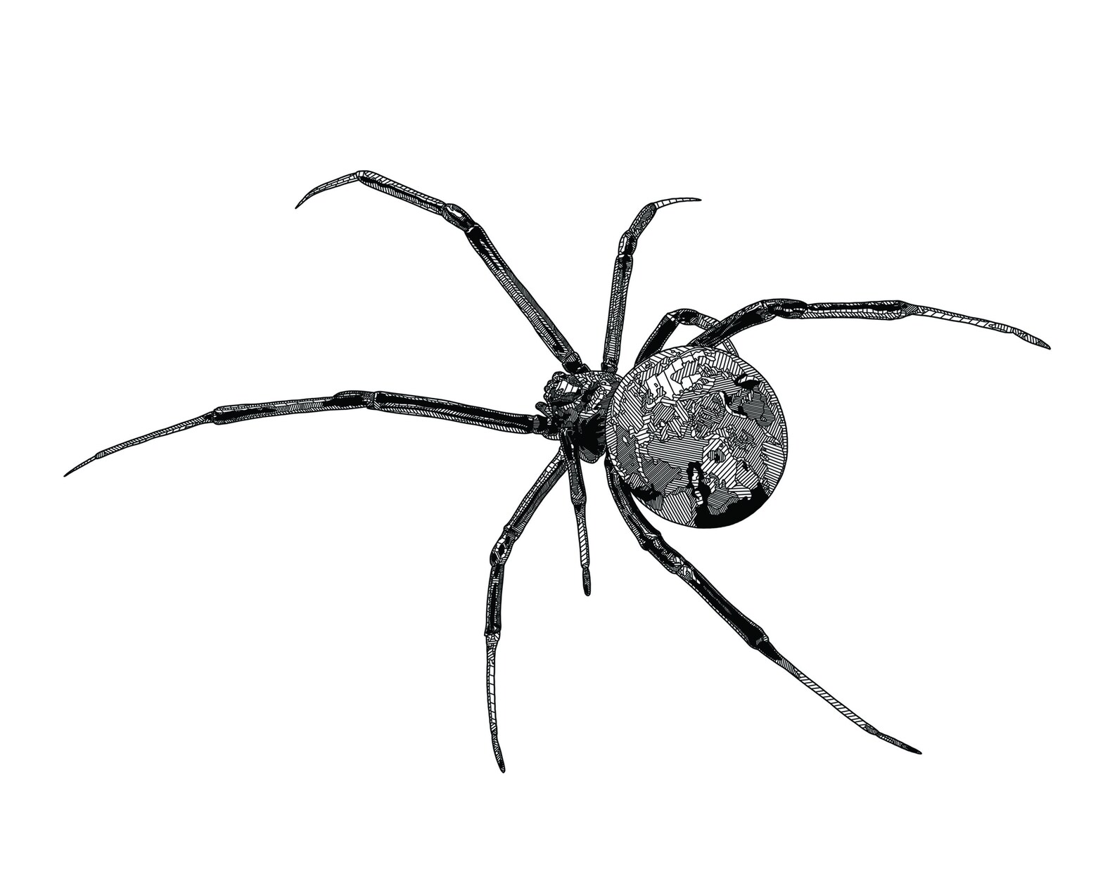 Redback Spider Art Print Insect Art Print Geometric Art - Etsy