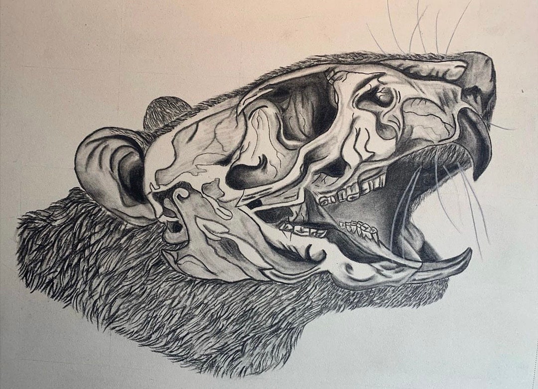 Rat Skull Drawing - Etsy