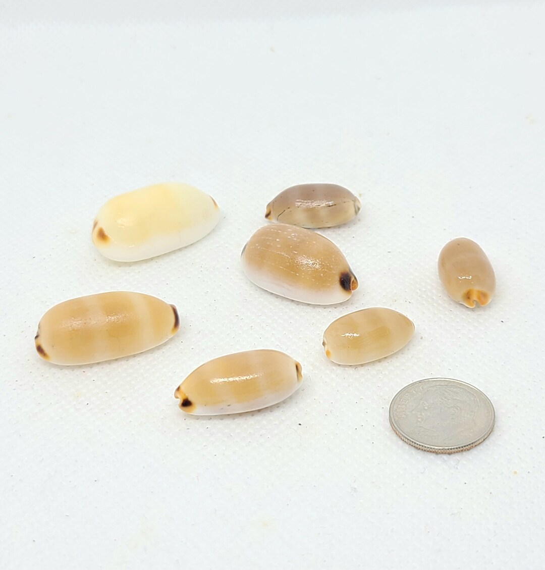Hawaiian Cowrie Shell Lot - Etsy