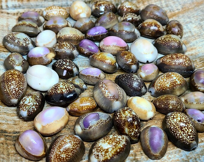 50 Plus Assorted Cowry Shells - Etsy
