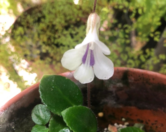 Primulina (deinostigma) Tamiana - Miniature African Violet Relative ...
