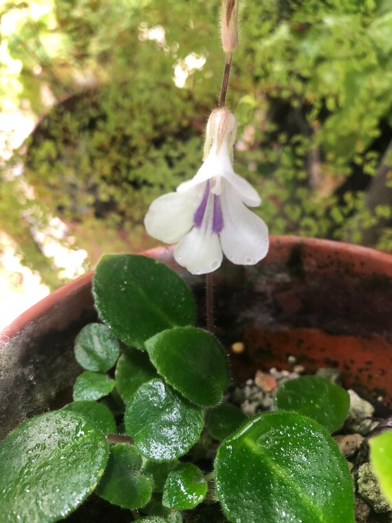 Primulina deinostigma Tamiana Miniature African Violet - Etsy