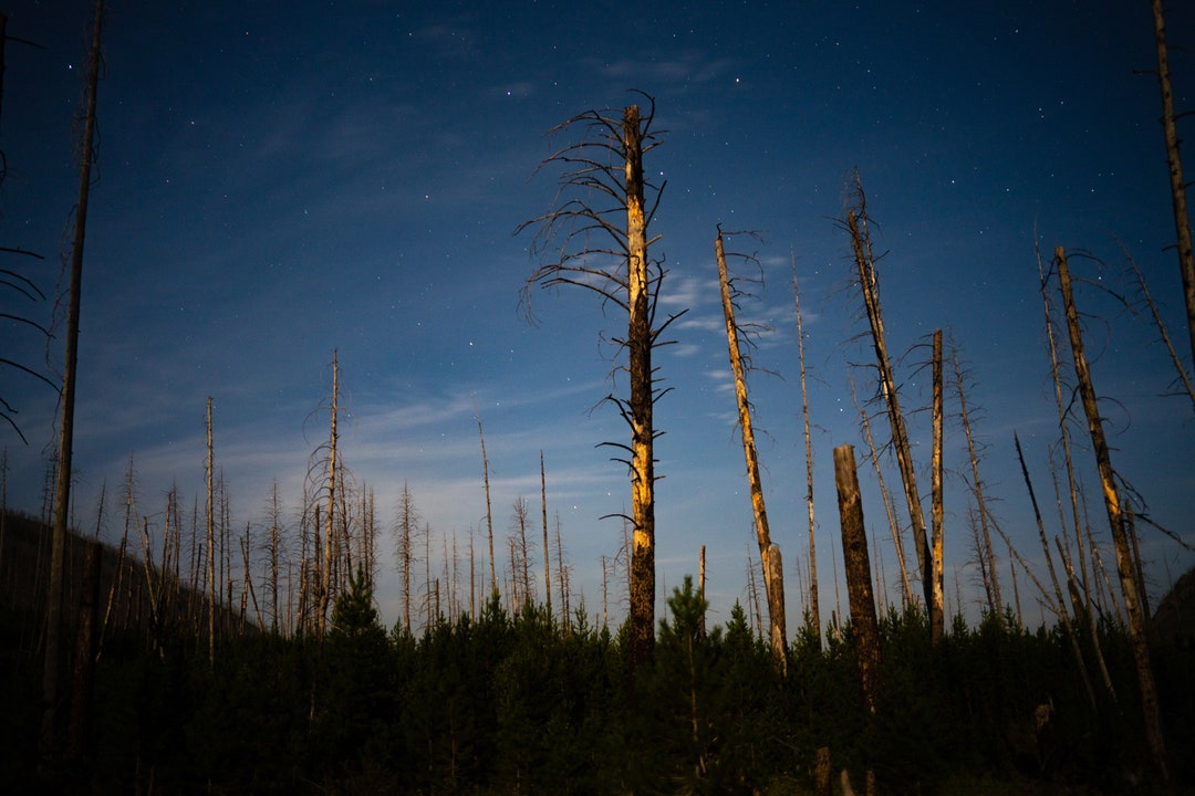 Burnt Forest Nightscape, MT DESCARGA DIGITAL - Etsy España