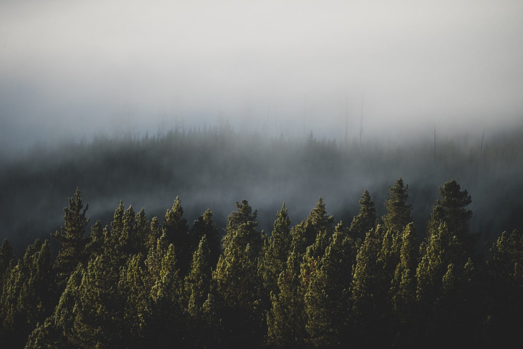 Moody Forest With Low Morning Clouds - DIGITAL DOWNLOAD - - Etsy