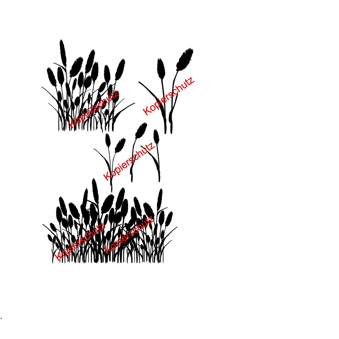 Dried Flowers Grass Meadow Pampas Grass Phalaris Summer Flowers Nature ...