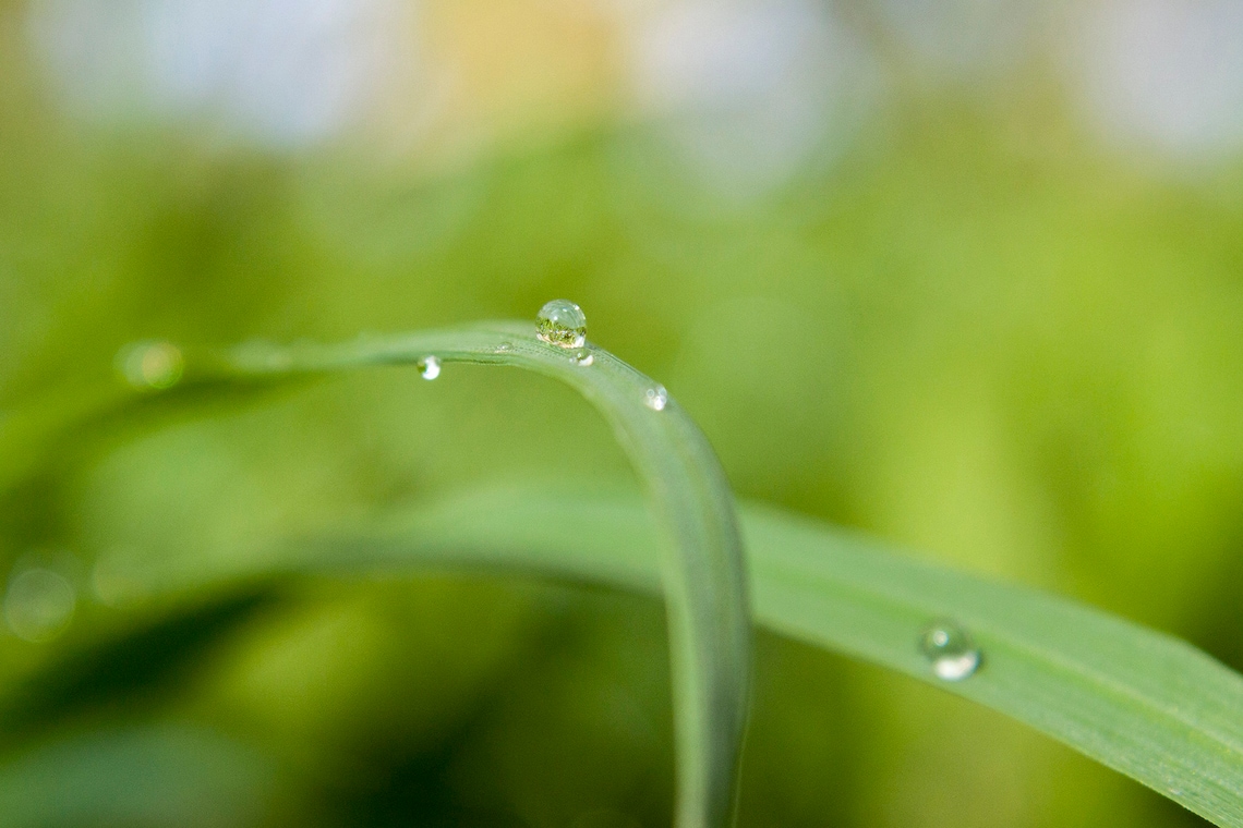 Digital Download Raindrop Photograph Macro Nature | Etsy
