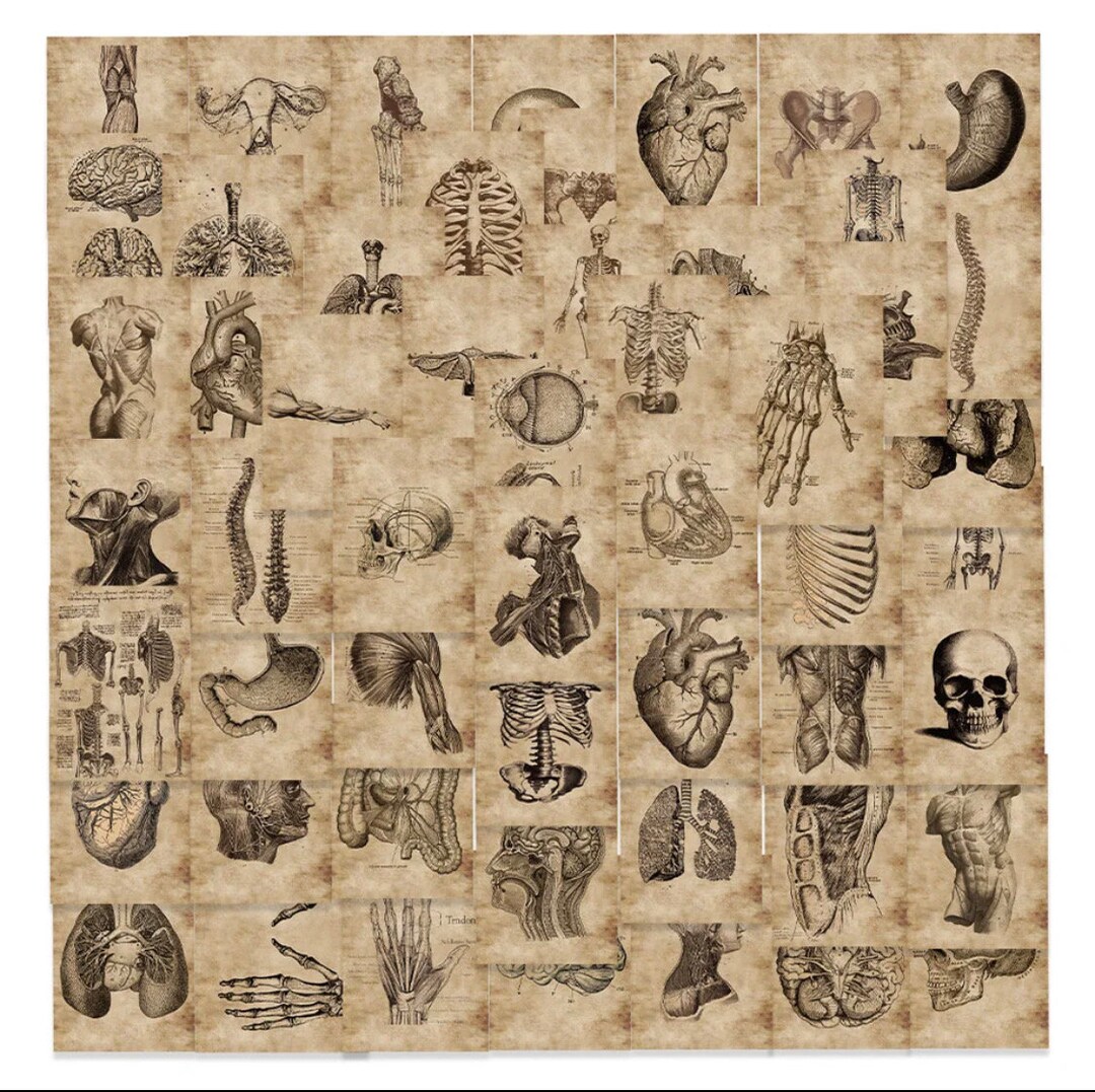 Body Skeleton Anatomy Nervous System Stickers Halloween - Etsy