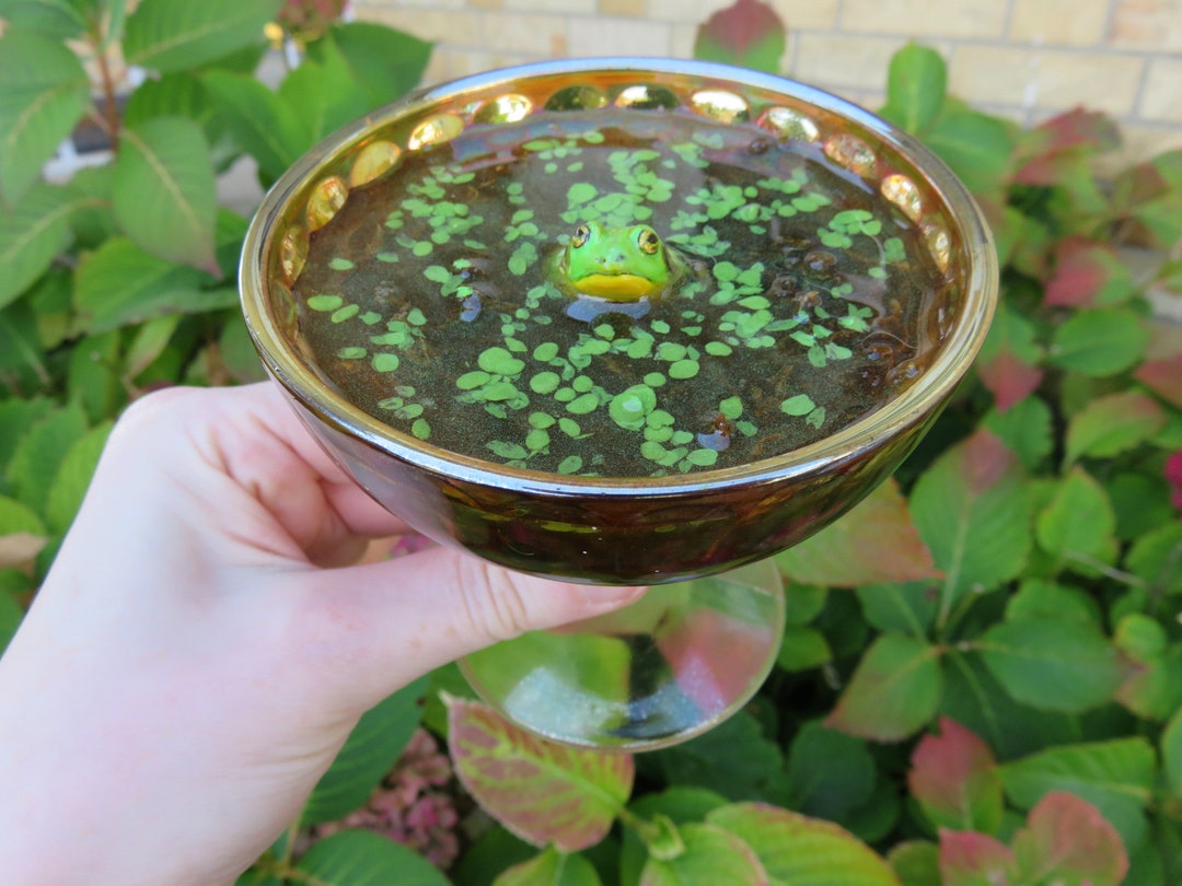 Frog in Swamp Decor Frog in a Cup Desk Decor Frog Miniature Frog Decor ...