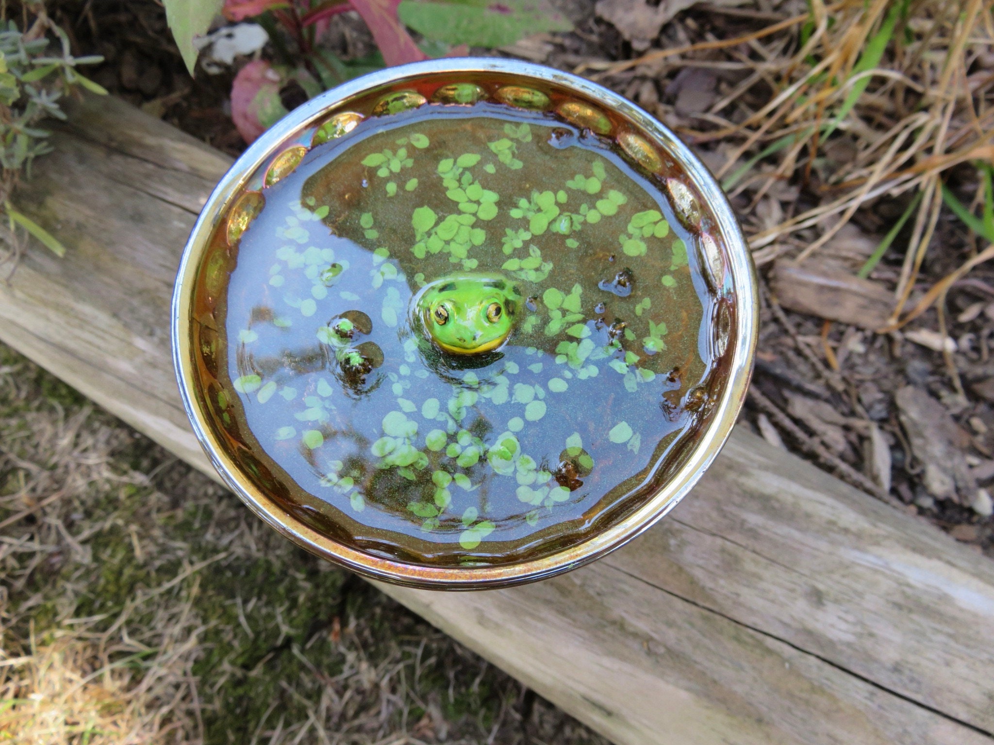 Frog in Swamp Decor Frog in a Cup Desk Decor Frog Miniature Frog Decor ...