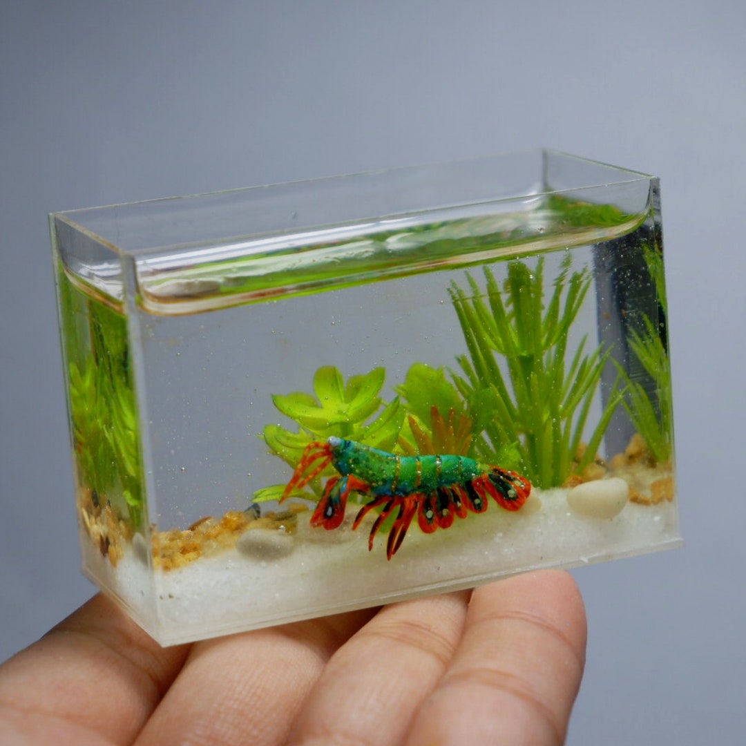 Miniature Mantis Shrimp in the Tank - Etsy