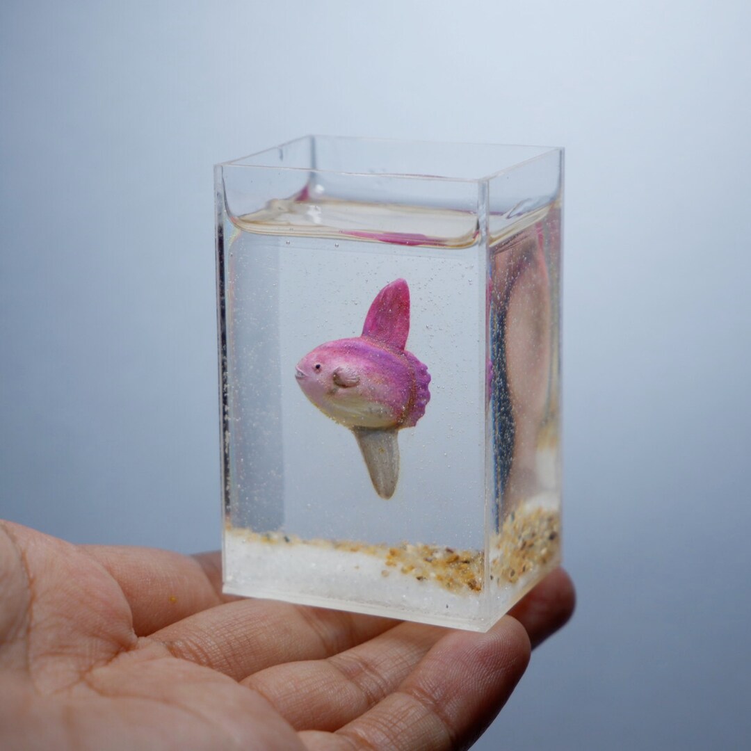 Miniature Sunfish in the Tank - Etsy