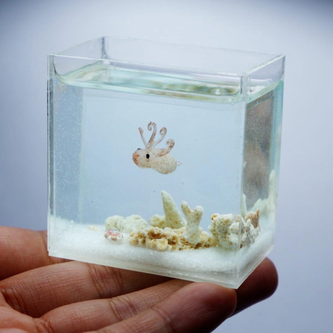 Miniature Piglet Squid in Tank: Tiny Aquarium Decor (3x4x5cm) - Etsy