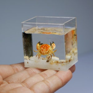 Miniature Clay Tasmanian Crab in the Tank - Etsy