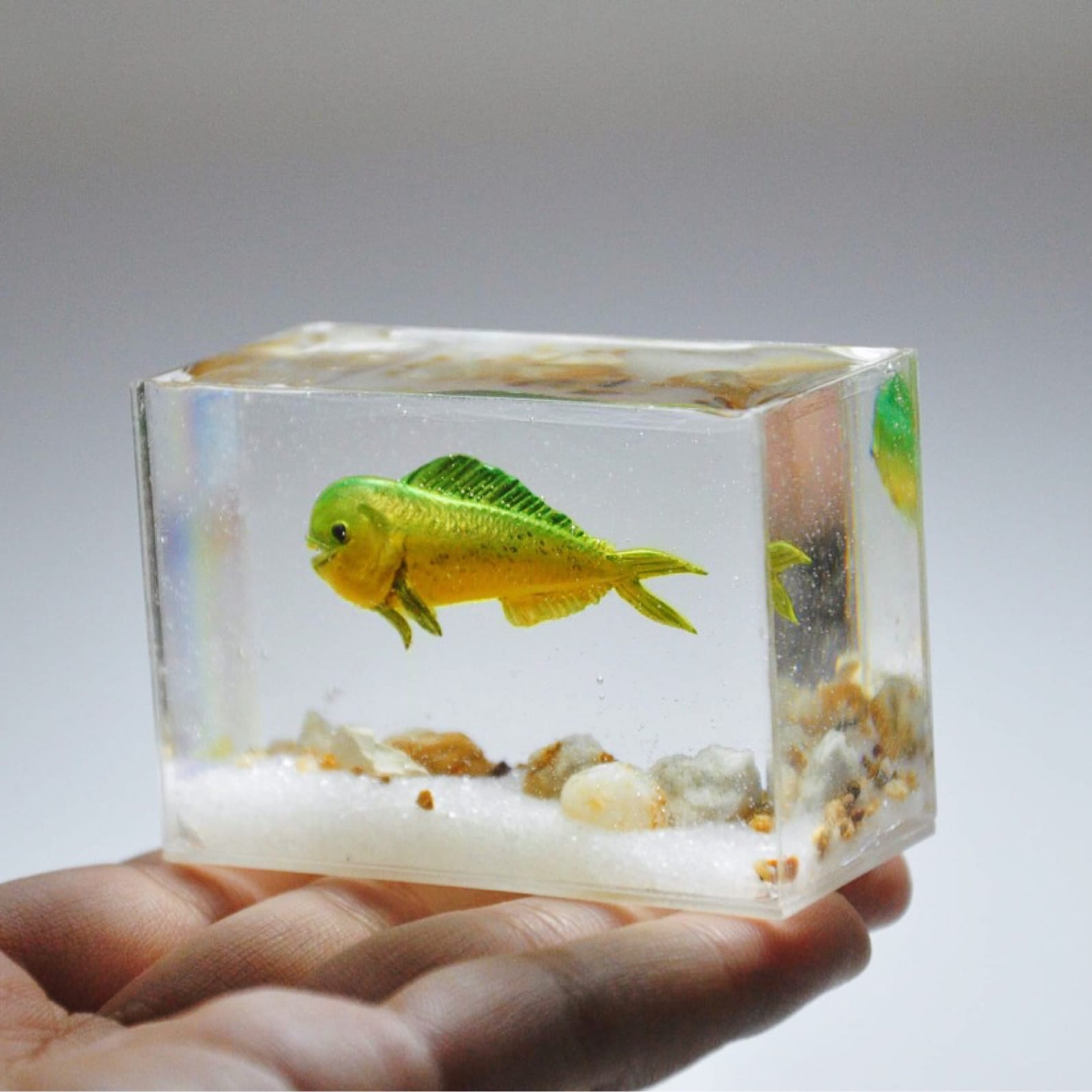 Miniature Mahi Mahi fish in the tank | Etsy