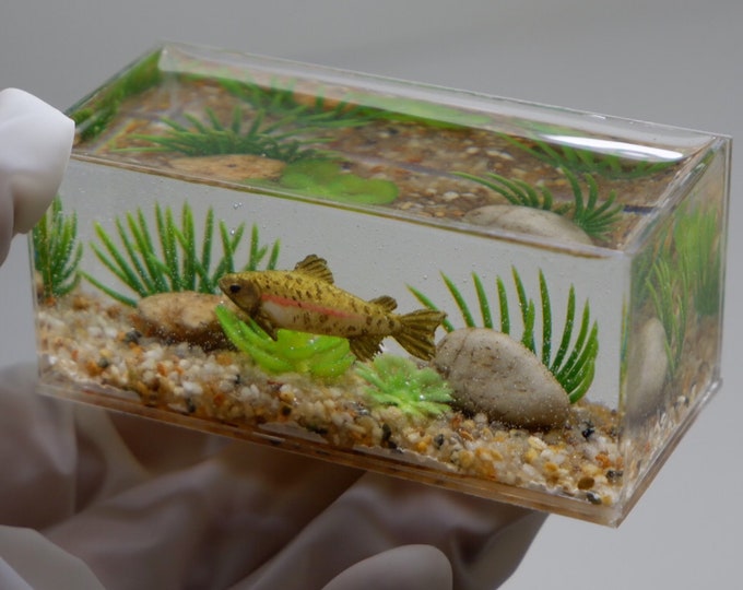 Miniature Clay Rainbow Trout in the Tank - Etsy