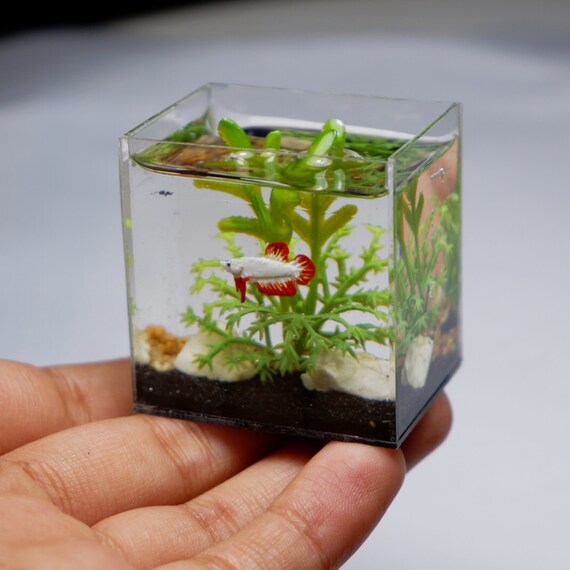 Aquarium Fish Compatible With Dragon