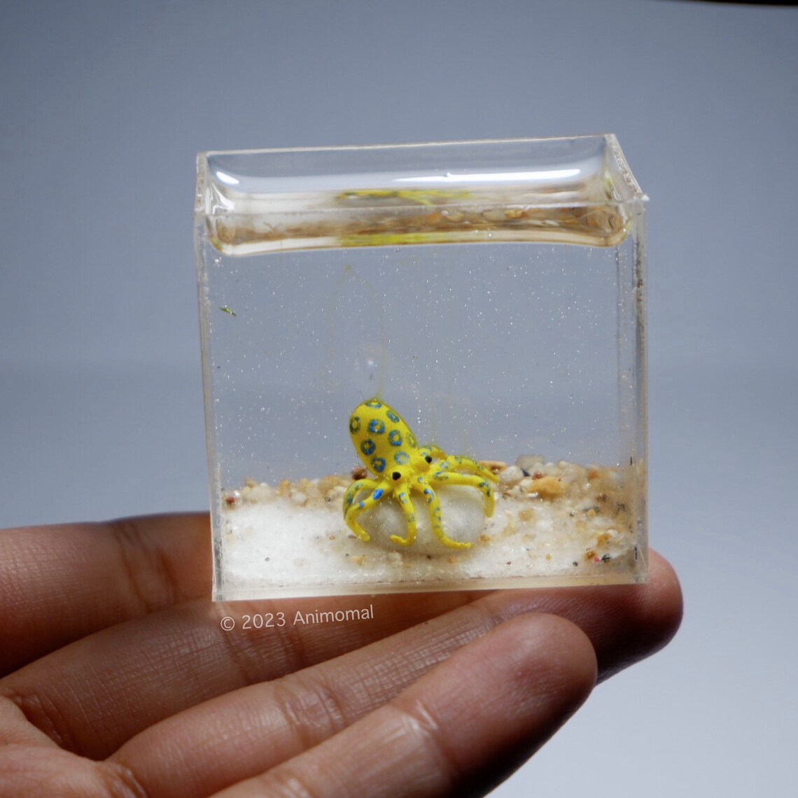 Miniature Blue-ringed Octopus in the Tank - Etsy