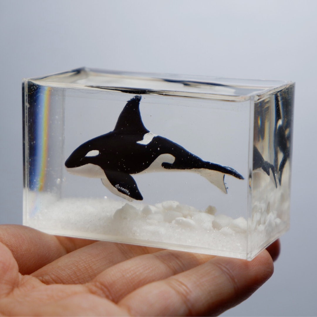 Miniature Clay Orca (killer Whale) in the Tank - Etsy