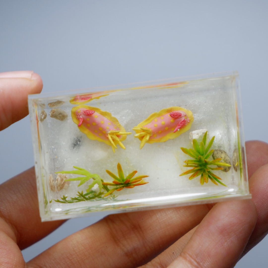Miniature Nudibranchs (sea Slug) in the Tank - Etsy