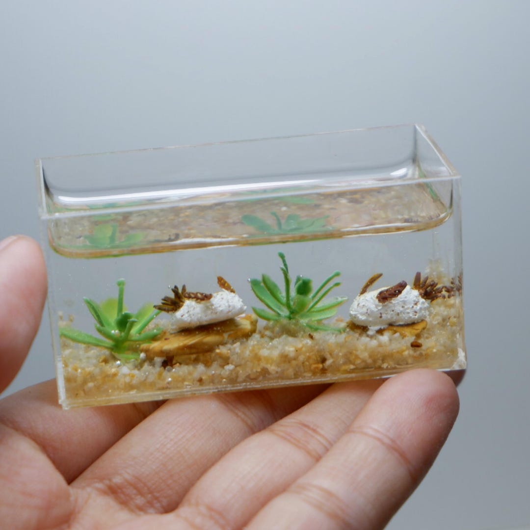 Miniature Nudibranchs (sea Bunny) in the Tank - Etsy