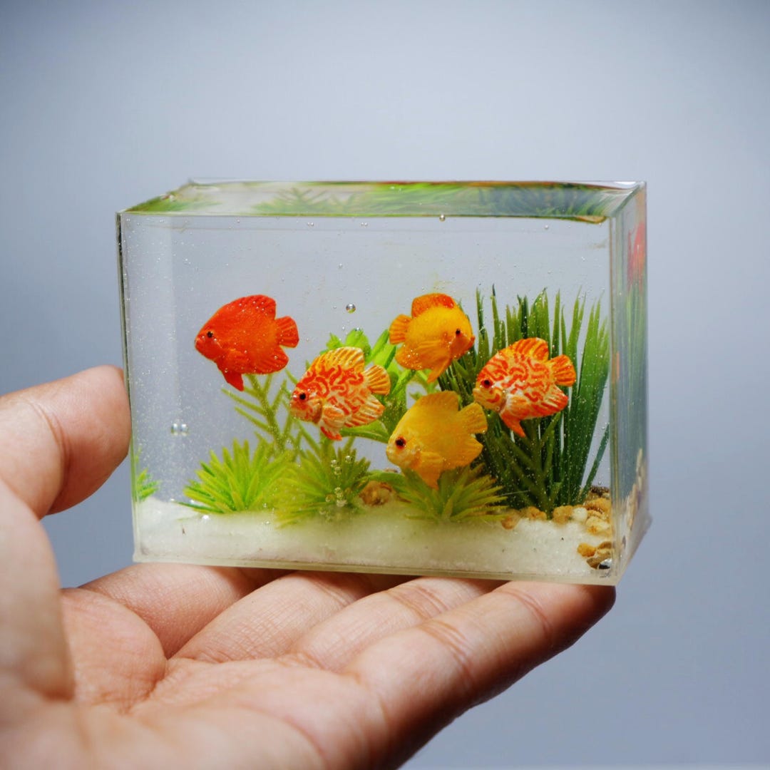 Miniature Clay Discus Fish in the Tank - Etsy