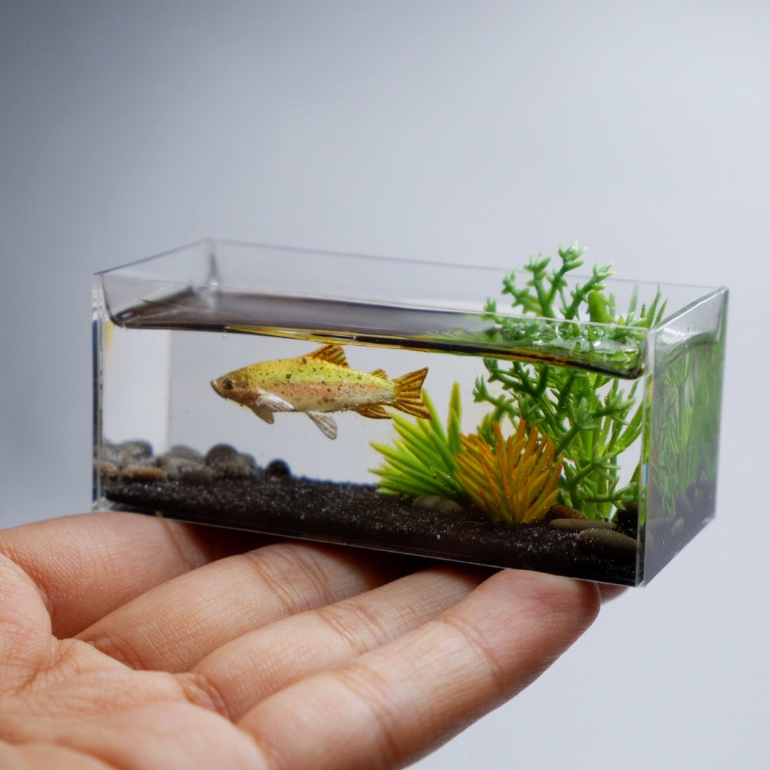 Miniature Rainbow Trout in the Tank - Etsy