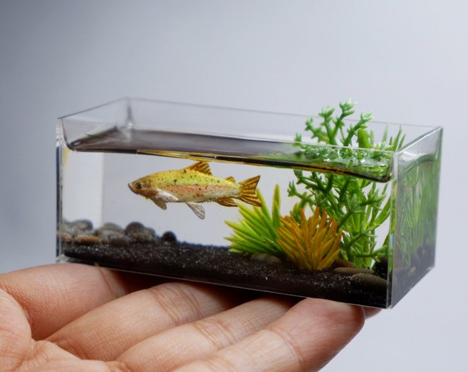 Miniature Rainbow Trout in the Tank - Etsy