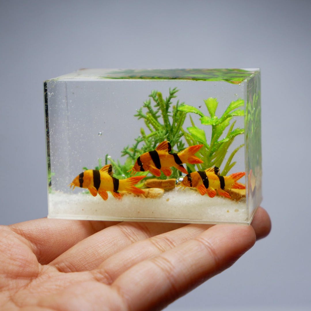 Miniature Clay Clown Loach Fish in the Tank - Etsy