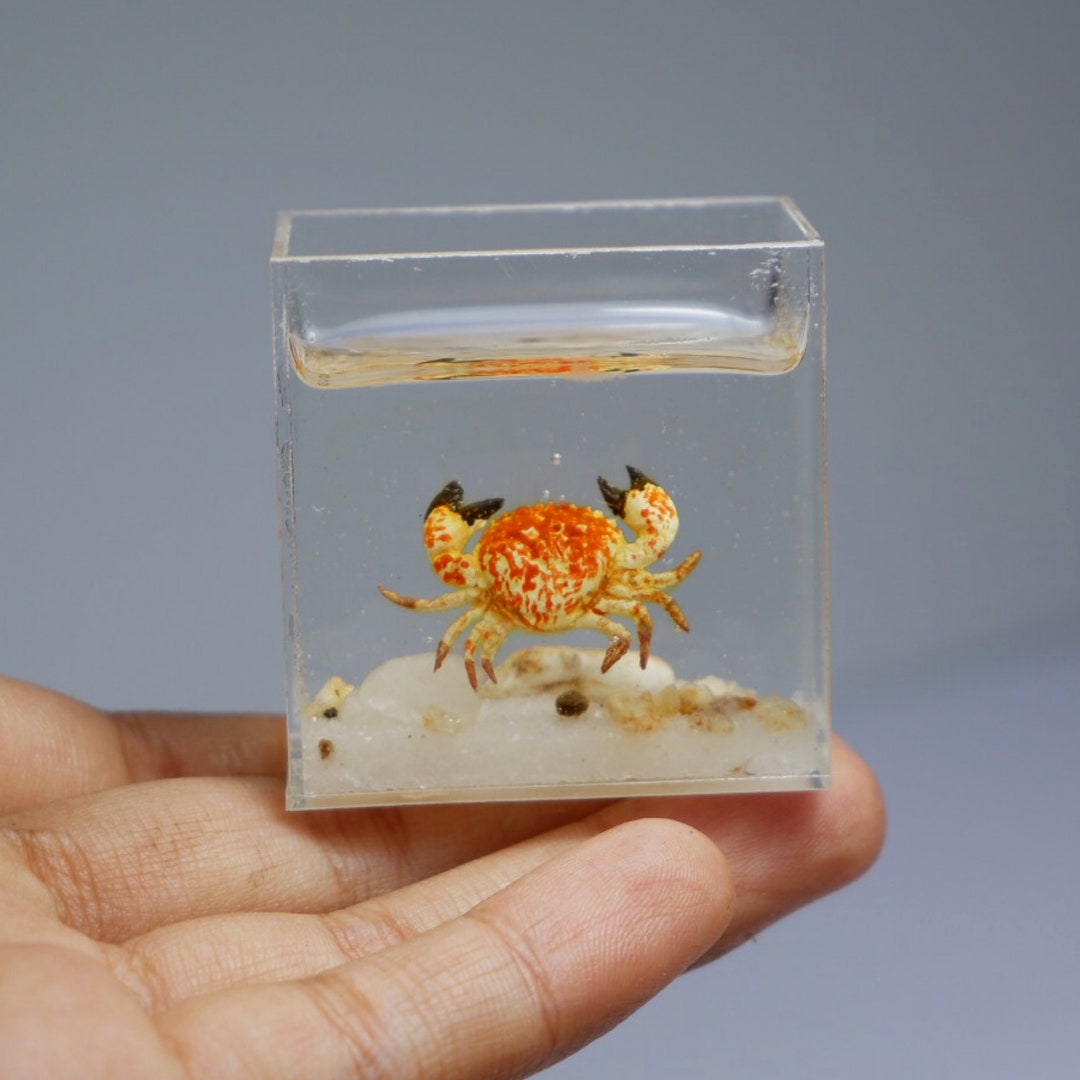 Miniature Clay Tasmanian Crab in the Tank - Etsy