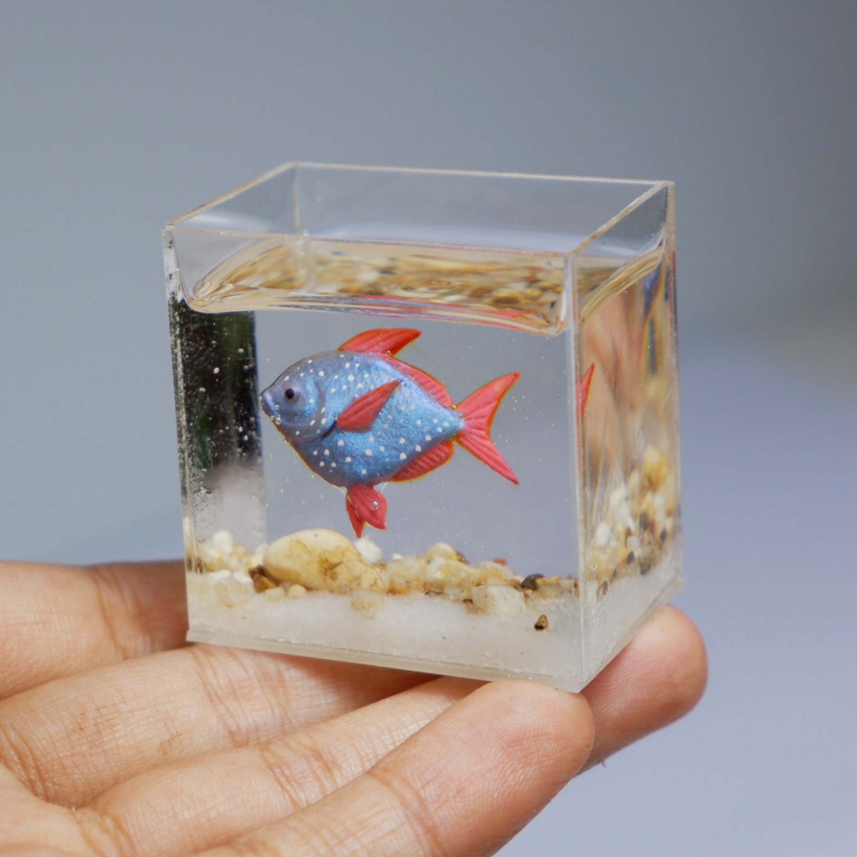 Miniature Opah Fish in the Tank - Etsy