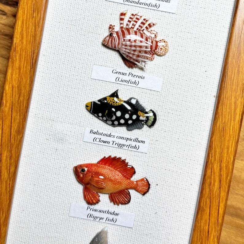 Relief Sculpture Seafish Chart on Frame , Triggerfish,sunfish,dorado ...