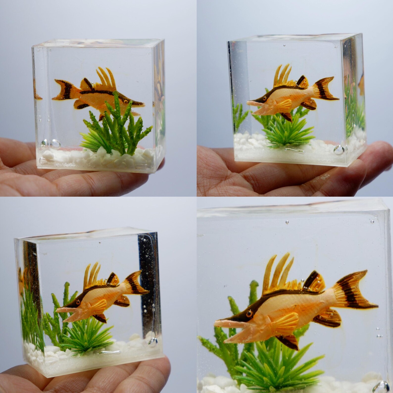 Miniature Hog Snapper in the Tank - Etsy