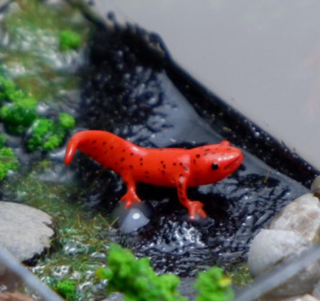 Miniature Salamander in the Terrarium - Etsy