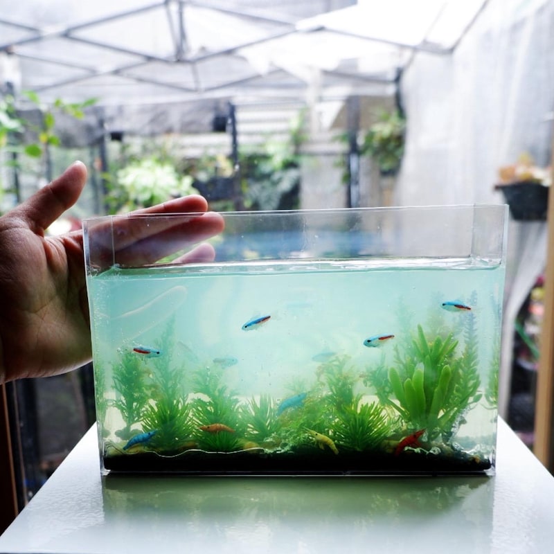 Miniature Fish Replica - Etsy UK