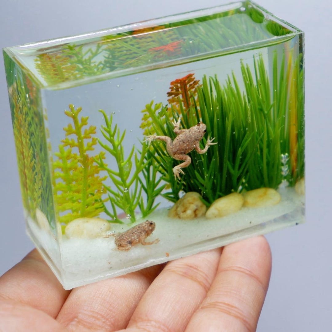 Miniature Clay African Dwarf Frogs Tank - Etsy