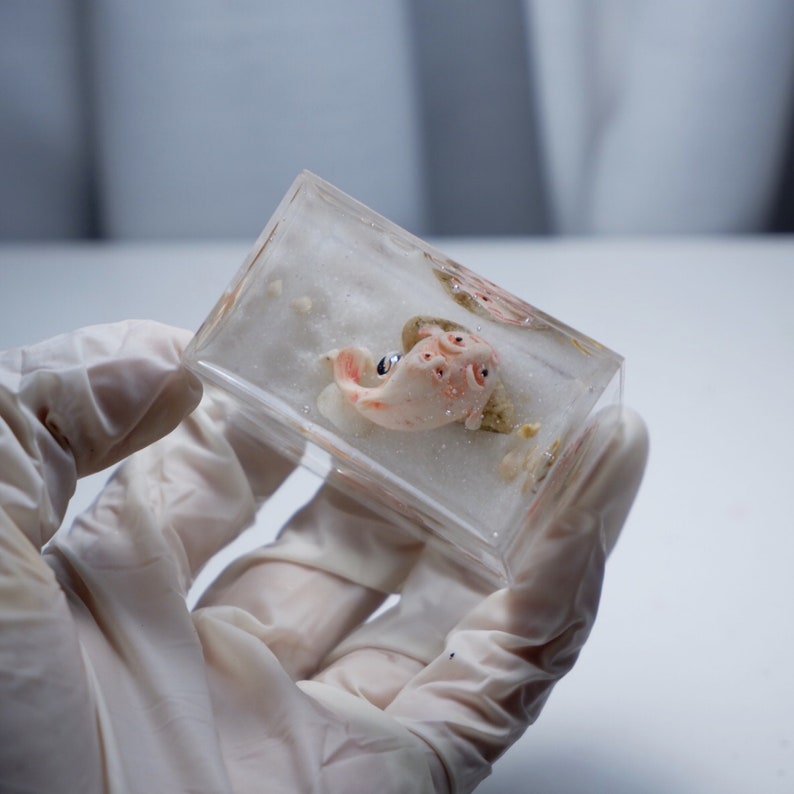 Miniature Blob Fish in the Tank - Etsy