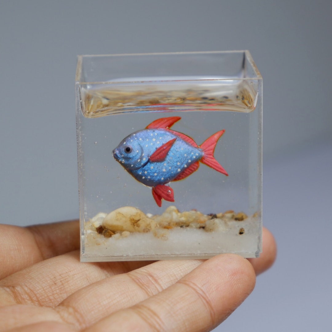 Miniature Opah Fish in the Tank - Etsy