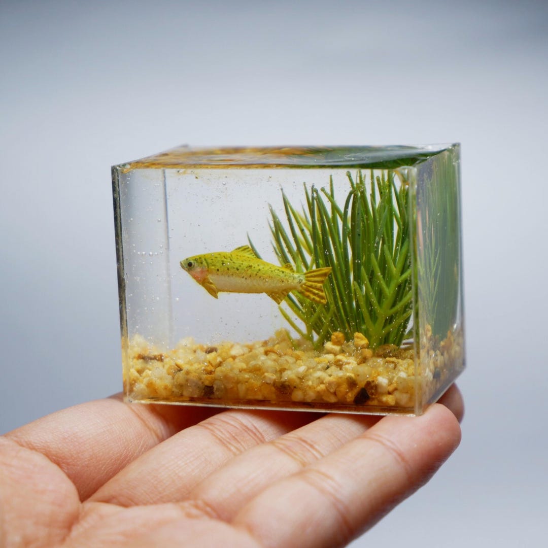 Miniature Rainbow Trout in the Tank - Etsy