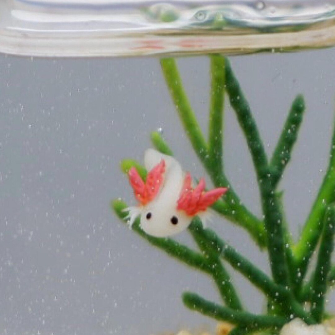 Miniature Clay Axolotl in the Tank, Special Price - Etsy Australia