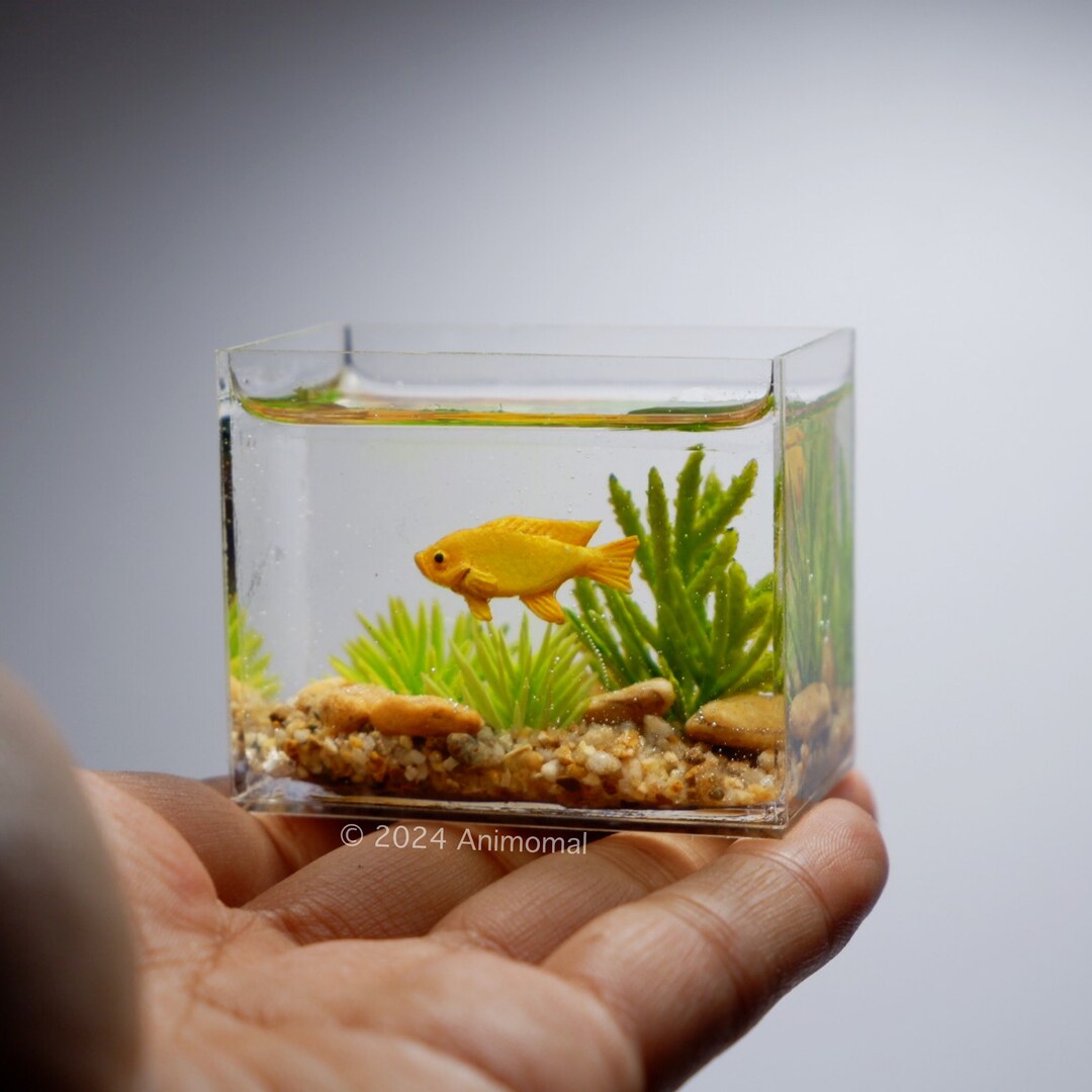 Miniature Lemon Cichlid in the Tank - Etsy