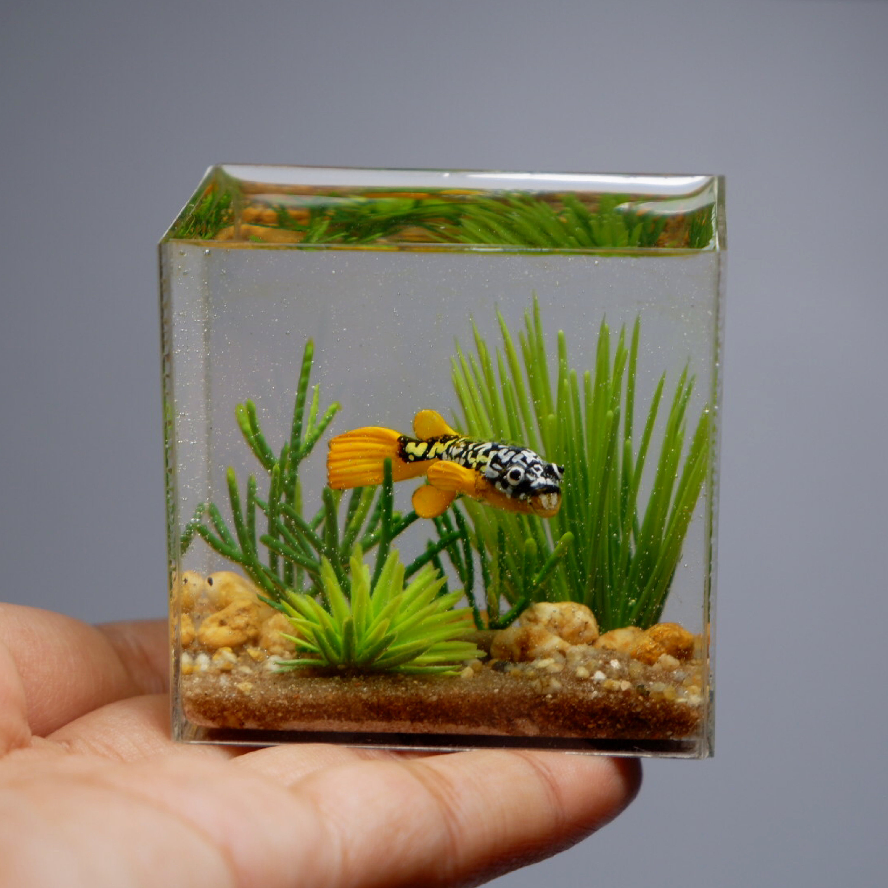Miniature Clay Mbu Puffer Fish in the Tank - Etsy